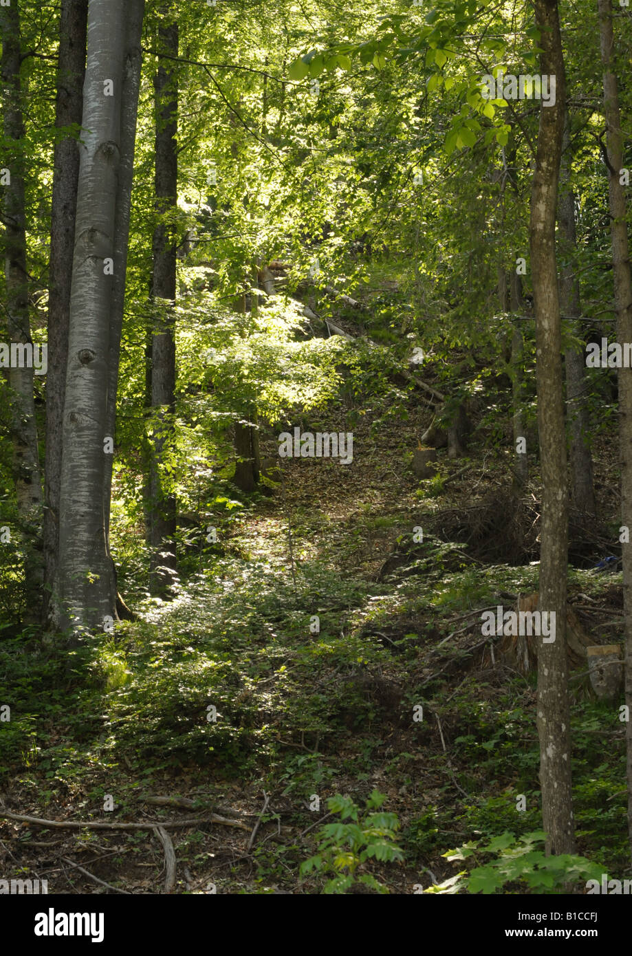 mountain path through forest Stock Photo - Alamy