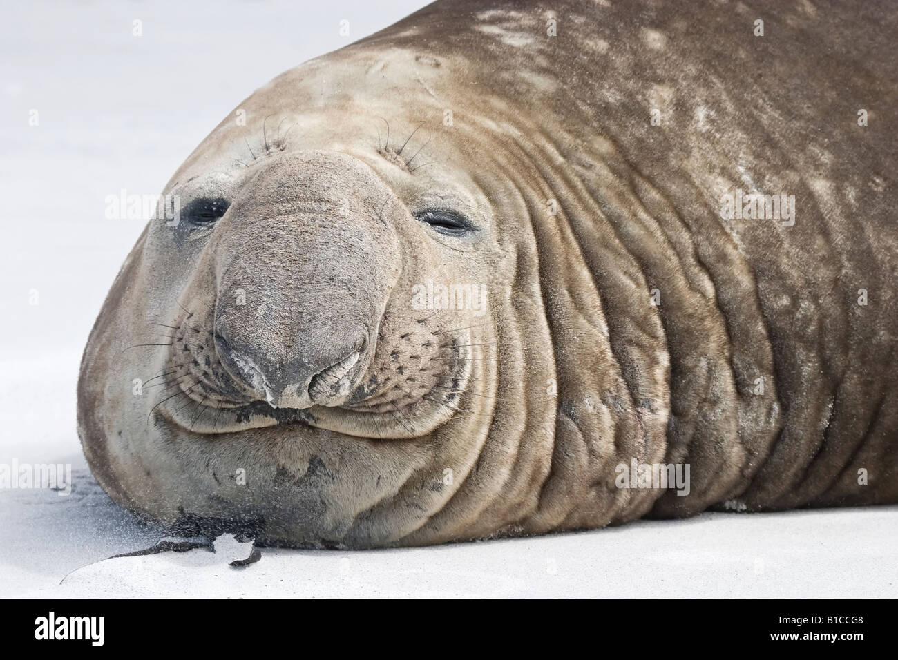 A fully mature adult male Southern Elephant Seal sleeping Stock Photo ...