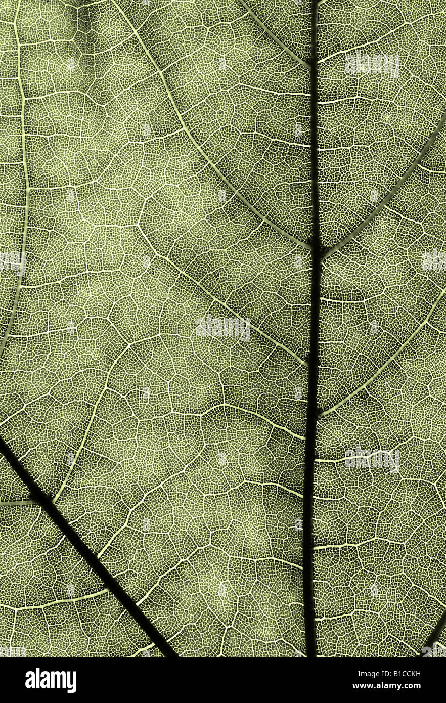 Leaf skeleton hi-res stock photography and images - Alamy
