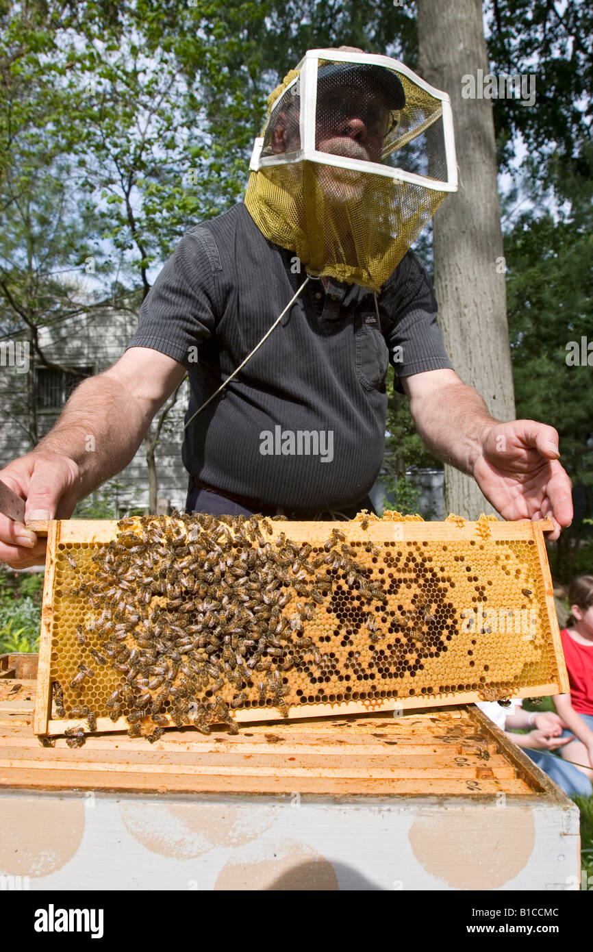 Beekeeping beekeeping hi-res stock photography and images - Alamy