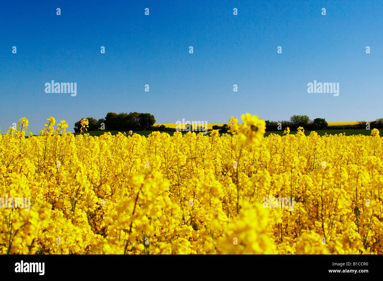 blooming rape field Stock Photo - Alamy