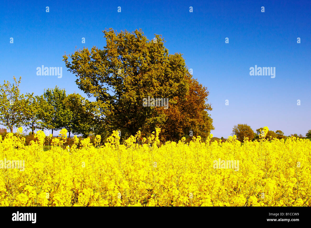 blooming rape field Stock Photo - Alamy
