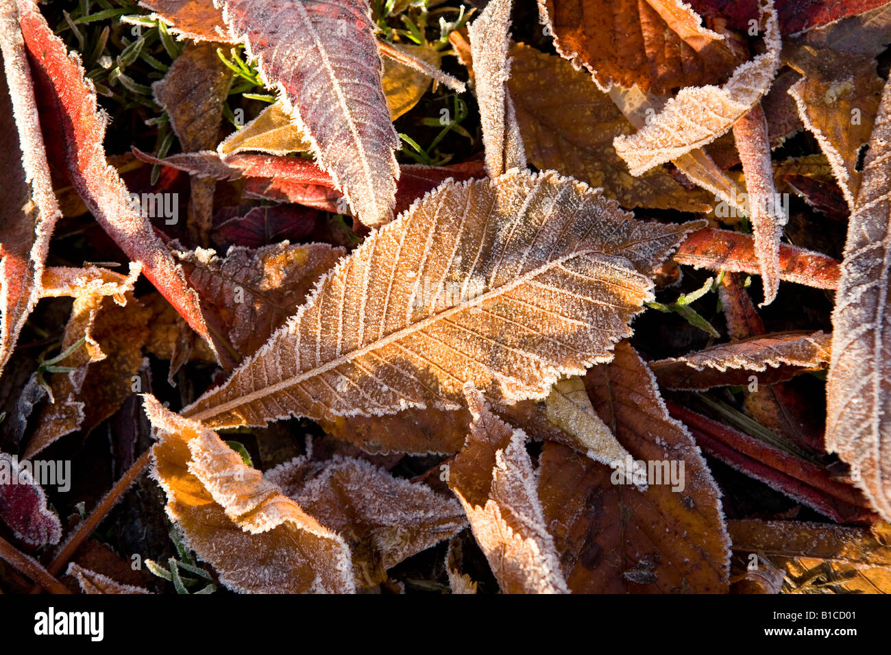 crispy dry fallen autumn leaves lying on the ground Stock Photo - Alamy