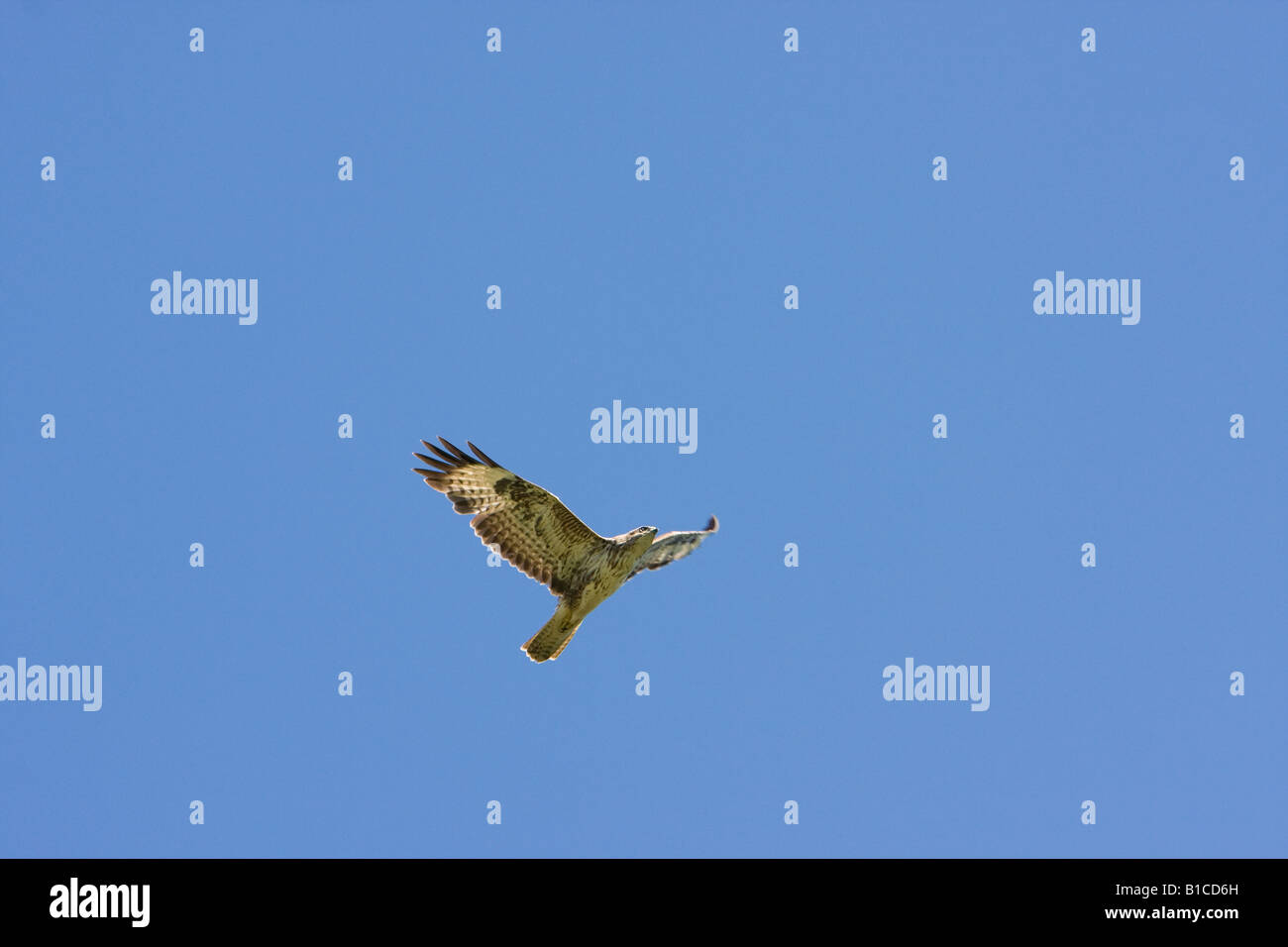 Common Buzzard (buteo buteo) in flight Stock Photo - Alamy