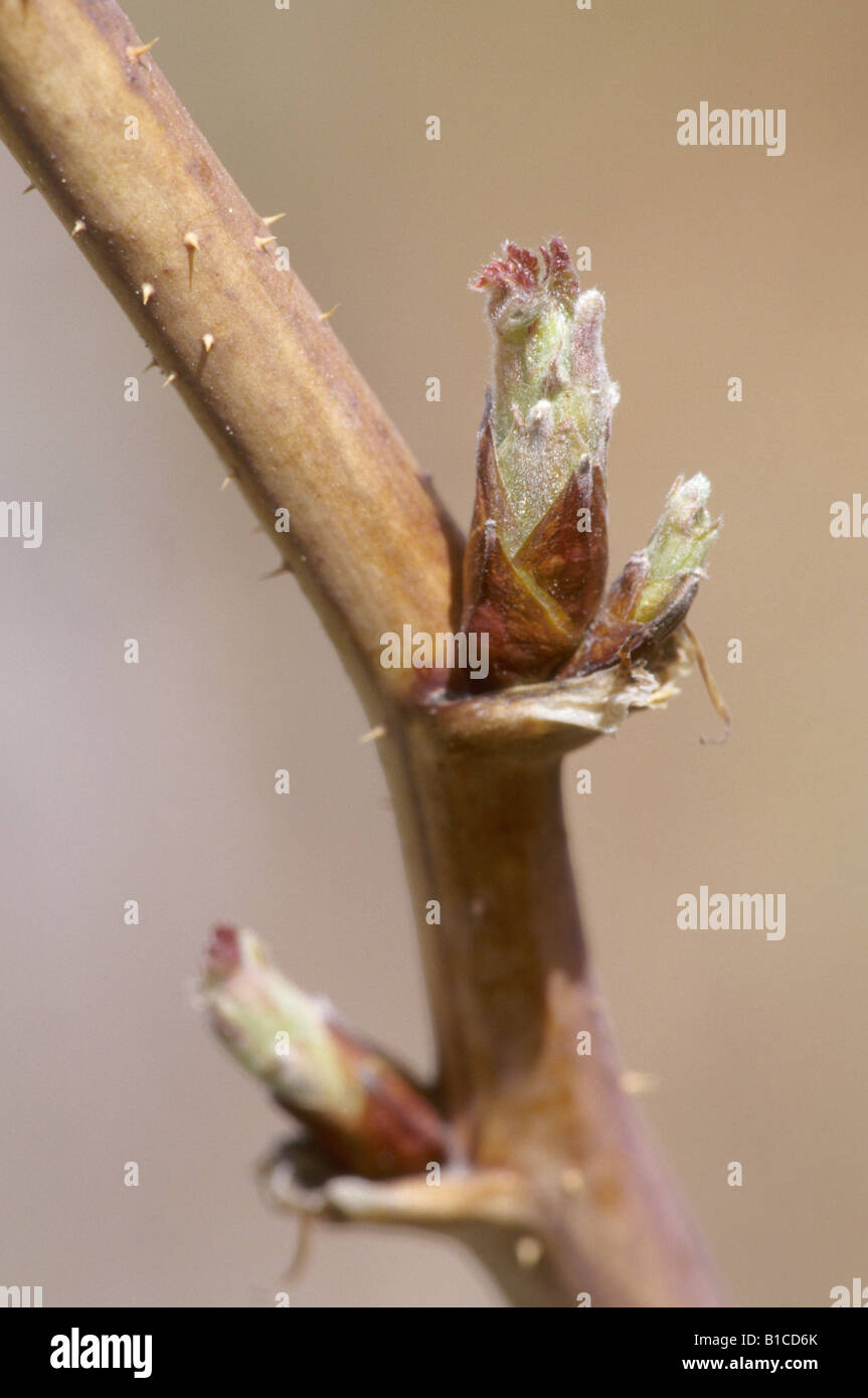 Early buds, Red Raspberries Stock Photo - Alamy