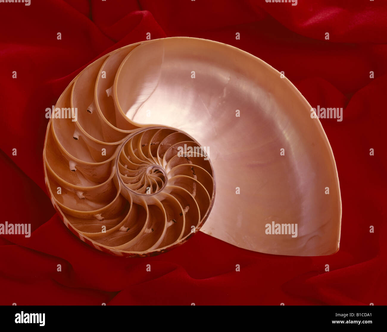 CHAMBERED NAUTILUS SHELL NAUTILUS POMPILIUS STUDIO Stock Photo - Alamy