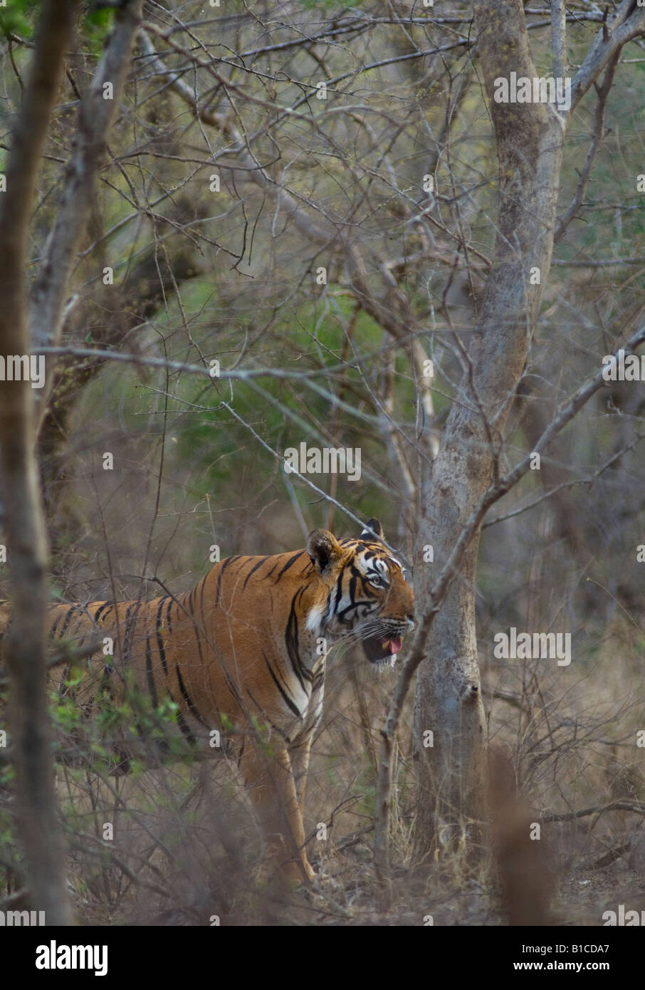 A Adult male tiger inside the trees at Ranthambore tiger reserve ...