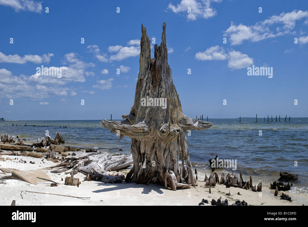 drowned trees turned into driftwood along highway 98 and Apalachicola ...