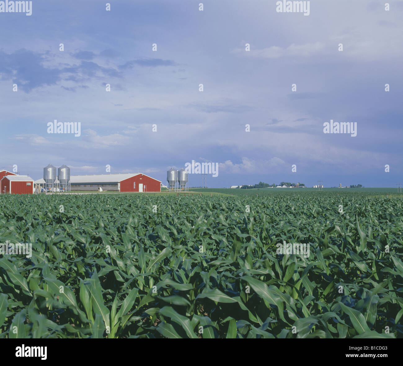 Iowa corn fields hi-res stock photography and images - Alamy