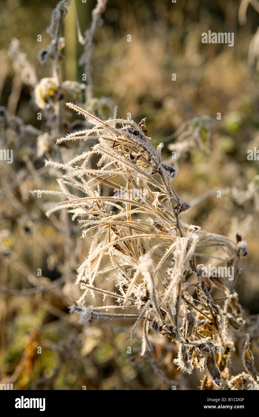 frost on a shrivelled plant in the early morning Stock Photo - Alamy
