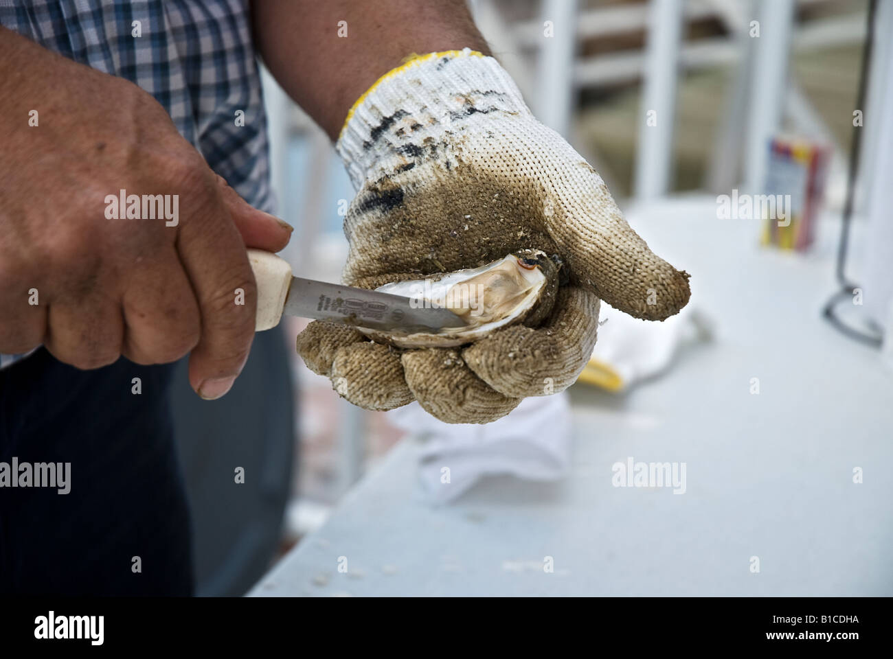 Capt Tony Sadler shucks freshly caught oysters from Apalachicola Bay ...