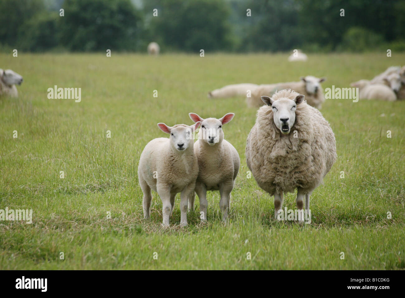 Two lambs and their mother bleating and showing teeth in a field at ...