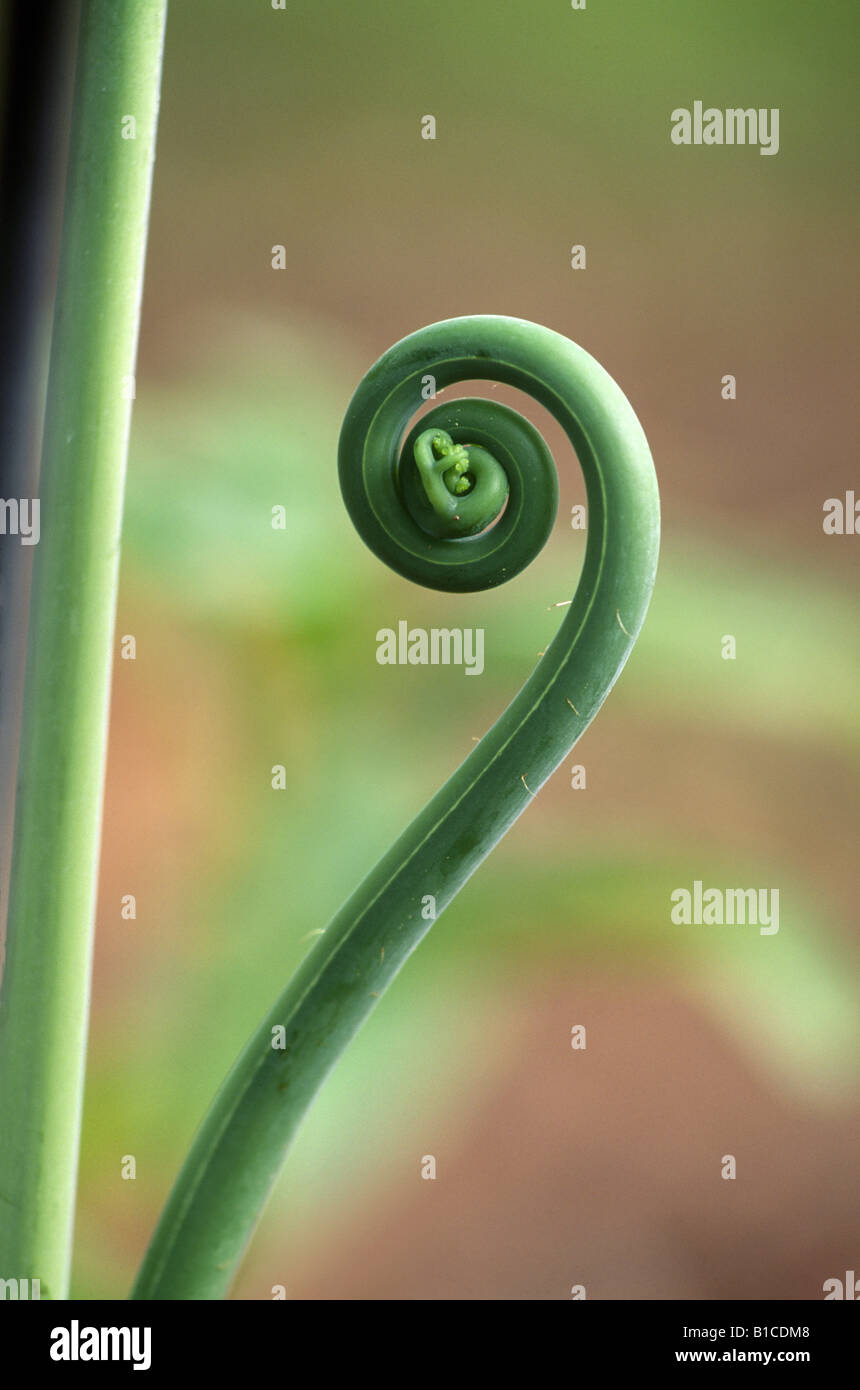 Microlepia hi-res stock photography and images - Alamy