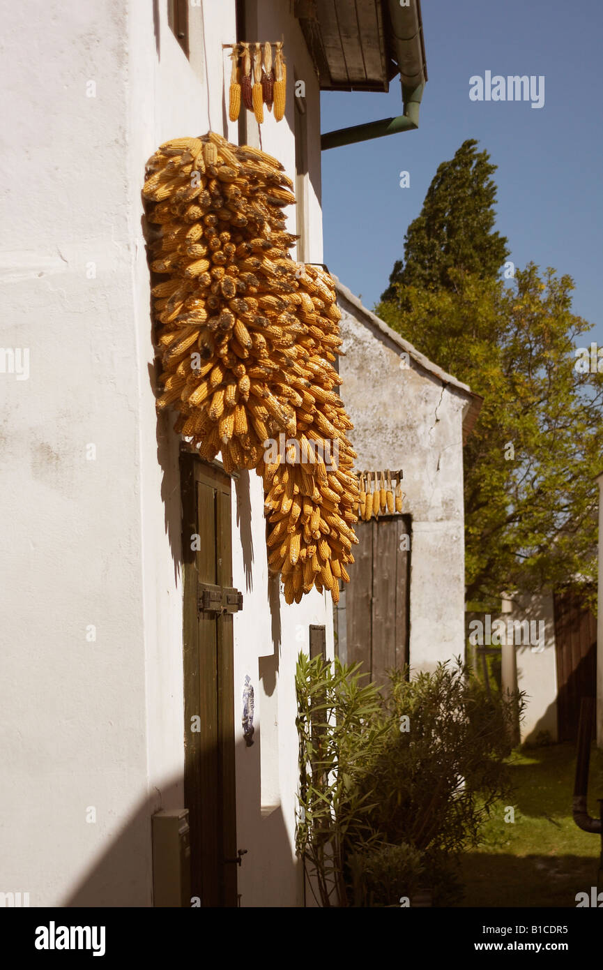 Drying of the corncobs hi-res stock photography and images - Alamy