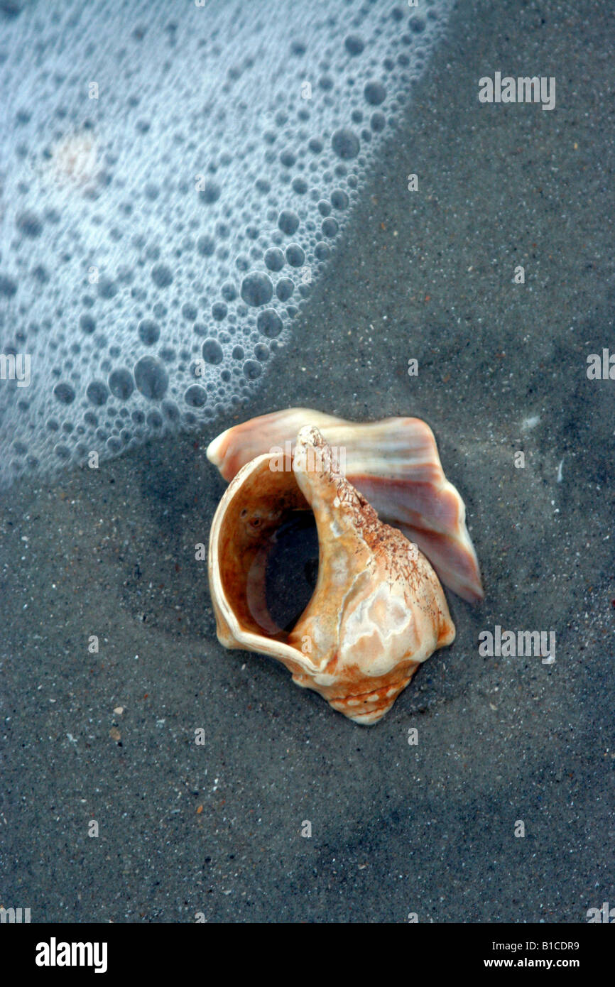 Seashell on the beach Stock Photo - Alamy