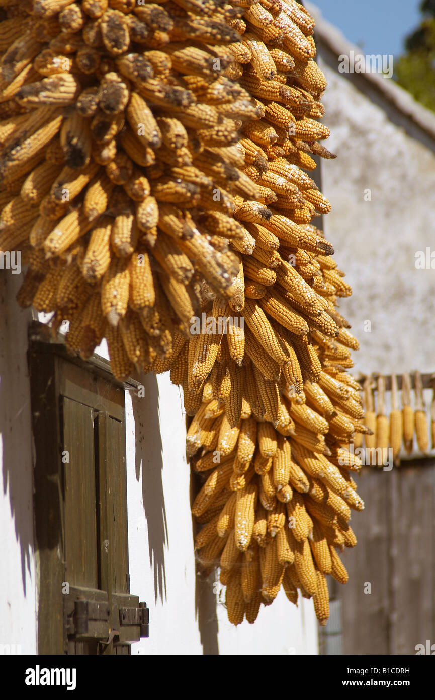 Drying of the corncobs hi-res stock photography and images - Alamy