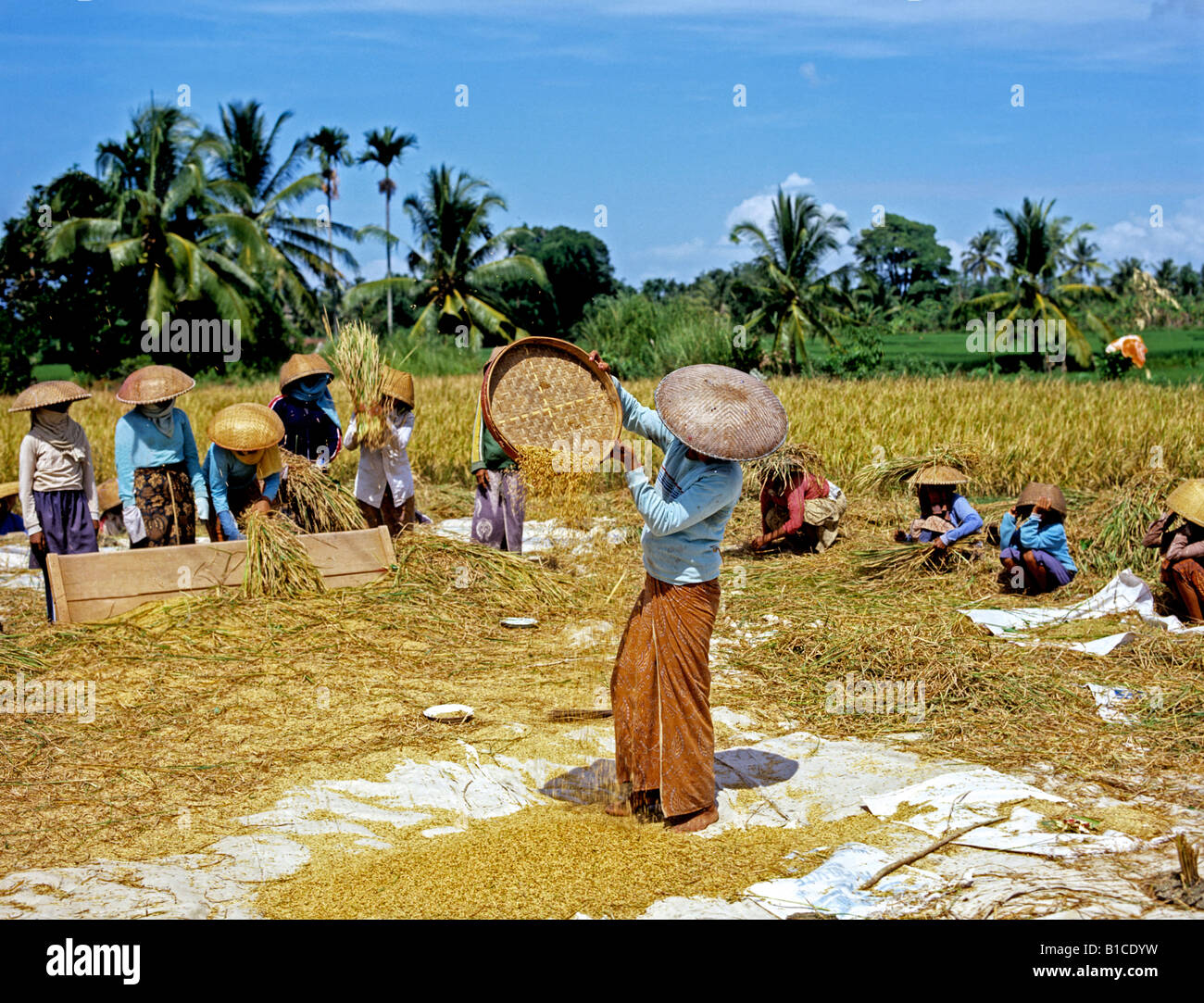 Rice harvest 0724 Bali Indonesia Stock Photo - Alamy
