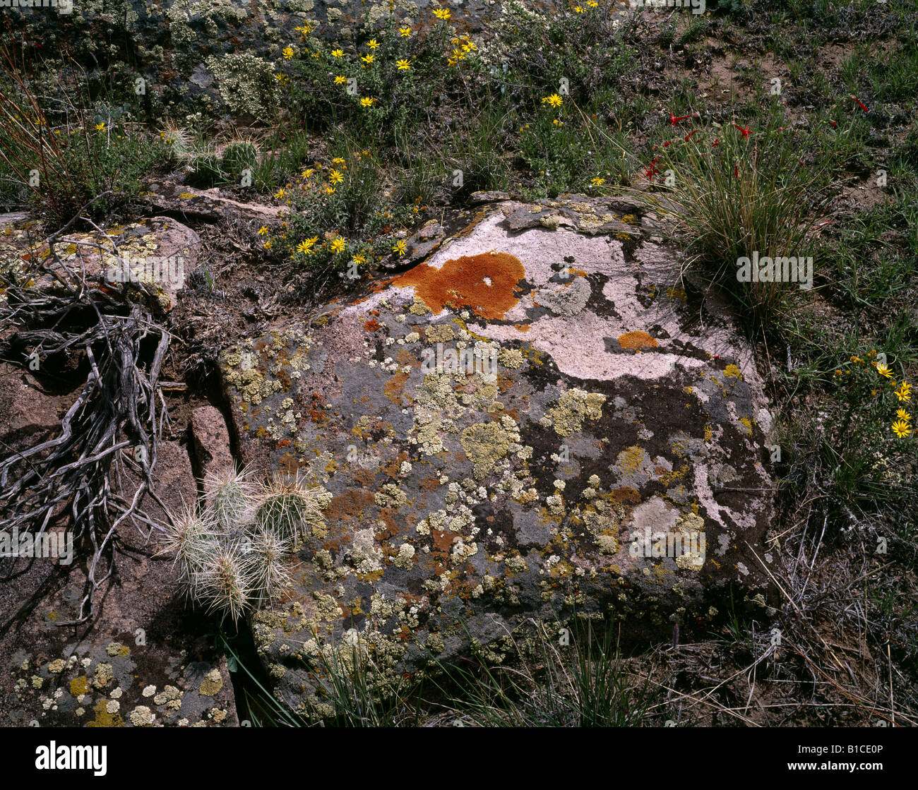 LICHENS CRUSTOSE COLORADO Stock Photo - Alamy
