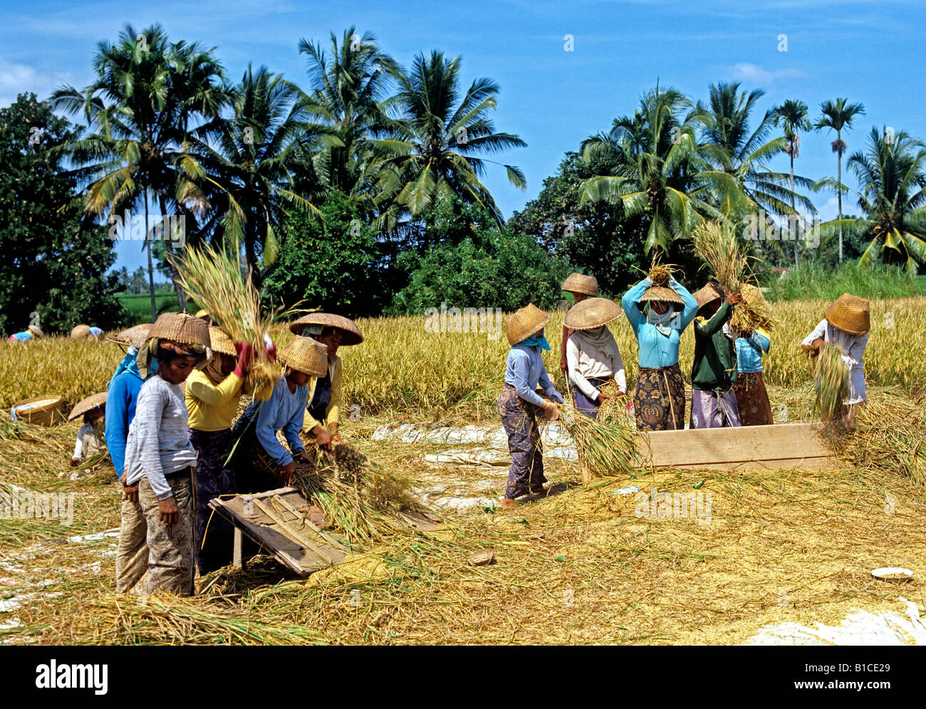 Rice harvest 0726 Bali Indonesia Stock Photo - Alamy