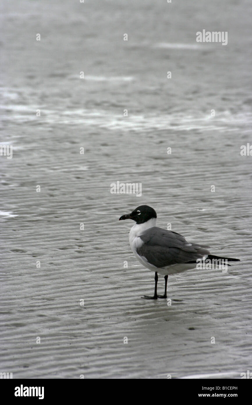 Black headed seagull on the beach in South Carolina Stock Photo - Alamy