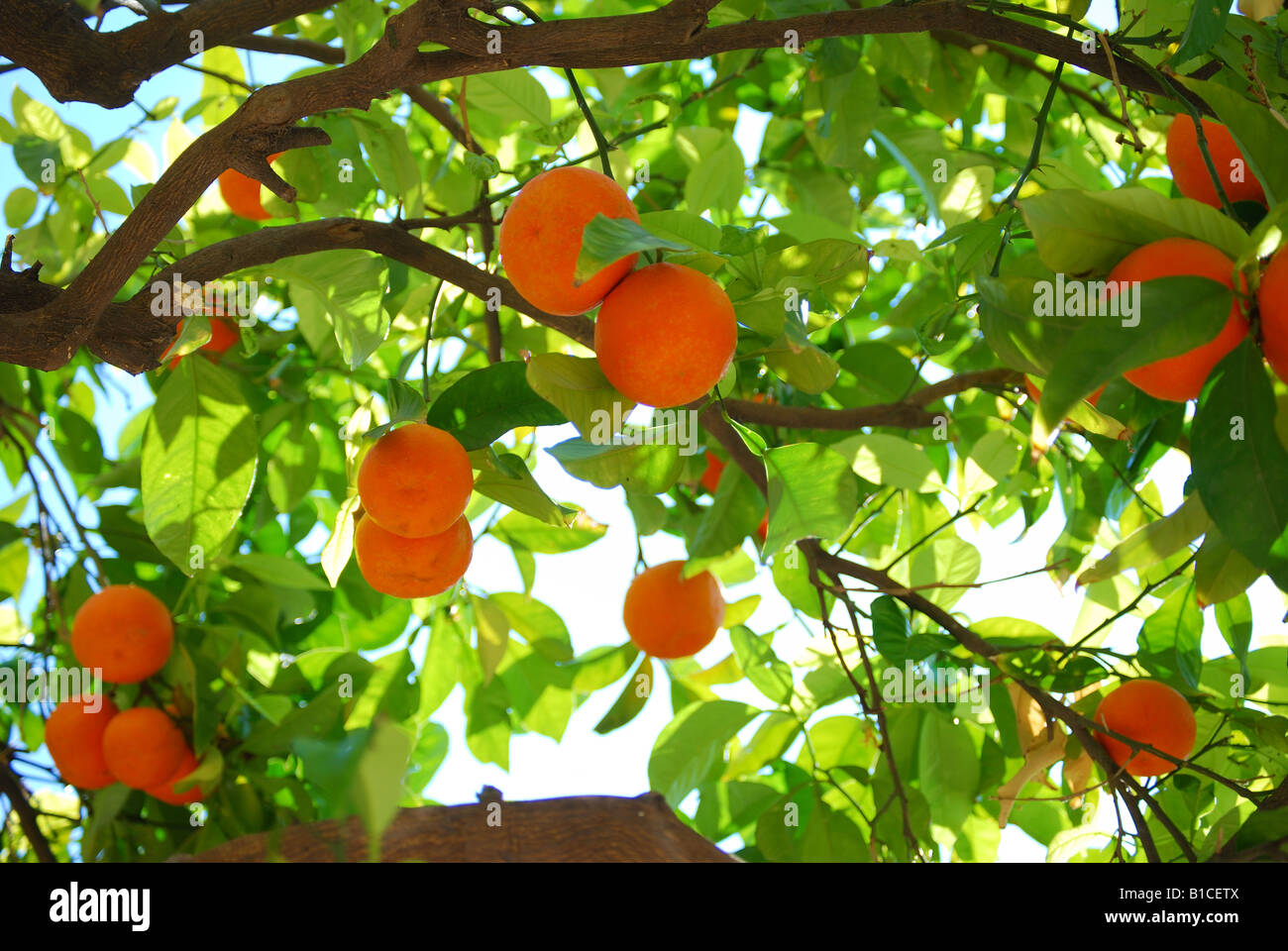 Orange tree in town centre, Taormina, Messina Province, Sicily, Italy ...
