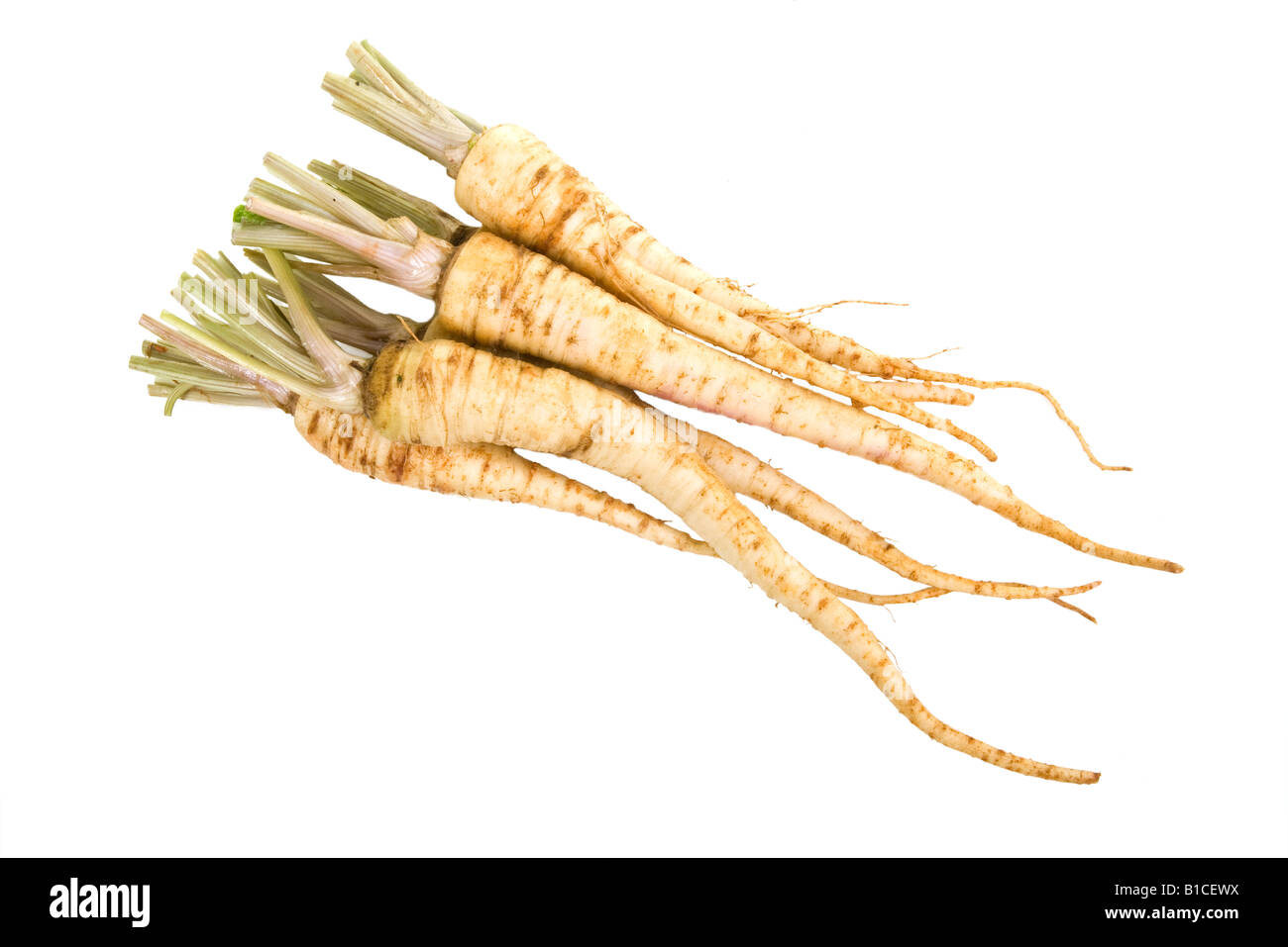 A bunch of fresh trimmed root parsley roots Stock Photo - Alamy