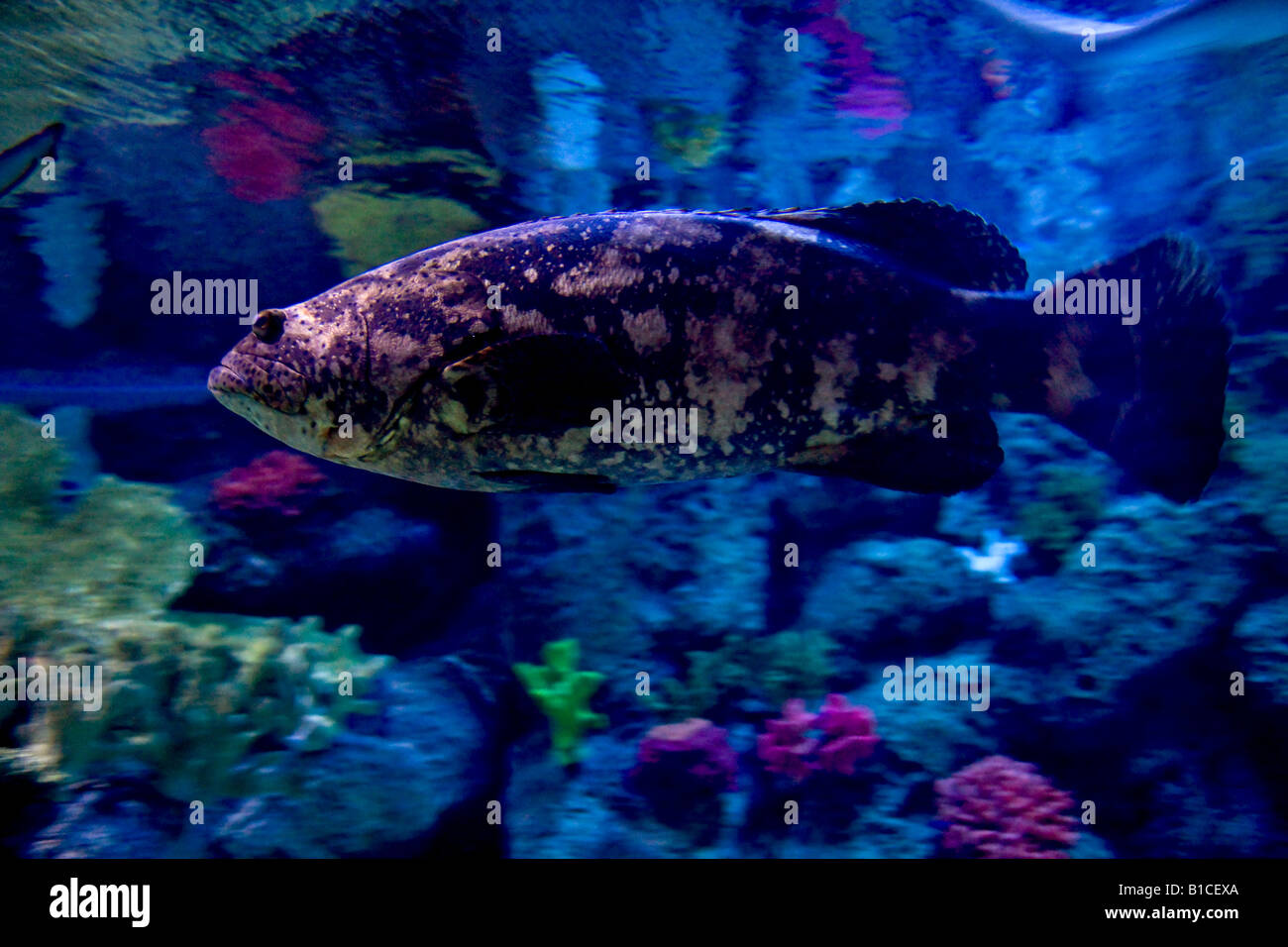 Spotted fish hi-res stock photography and images - Alamy