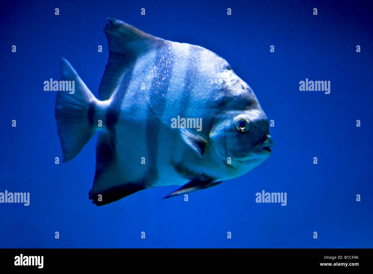 Strriped salt water fish hi-res stock photography and images - Alamy