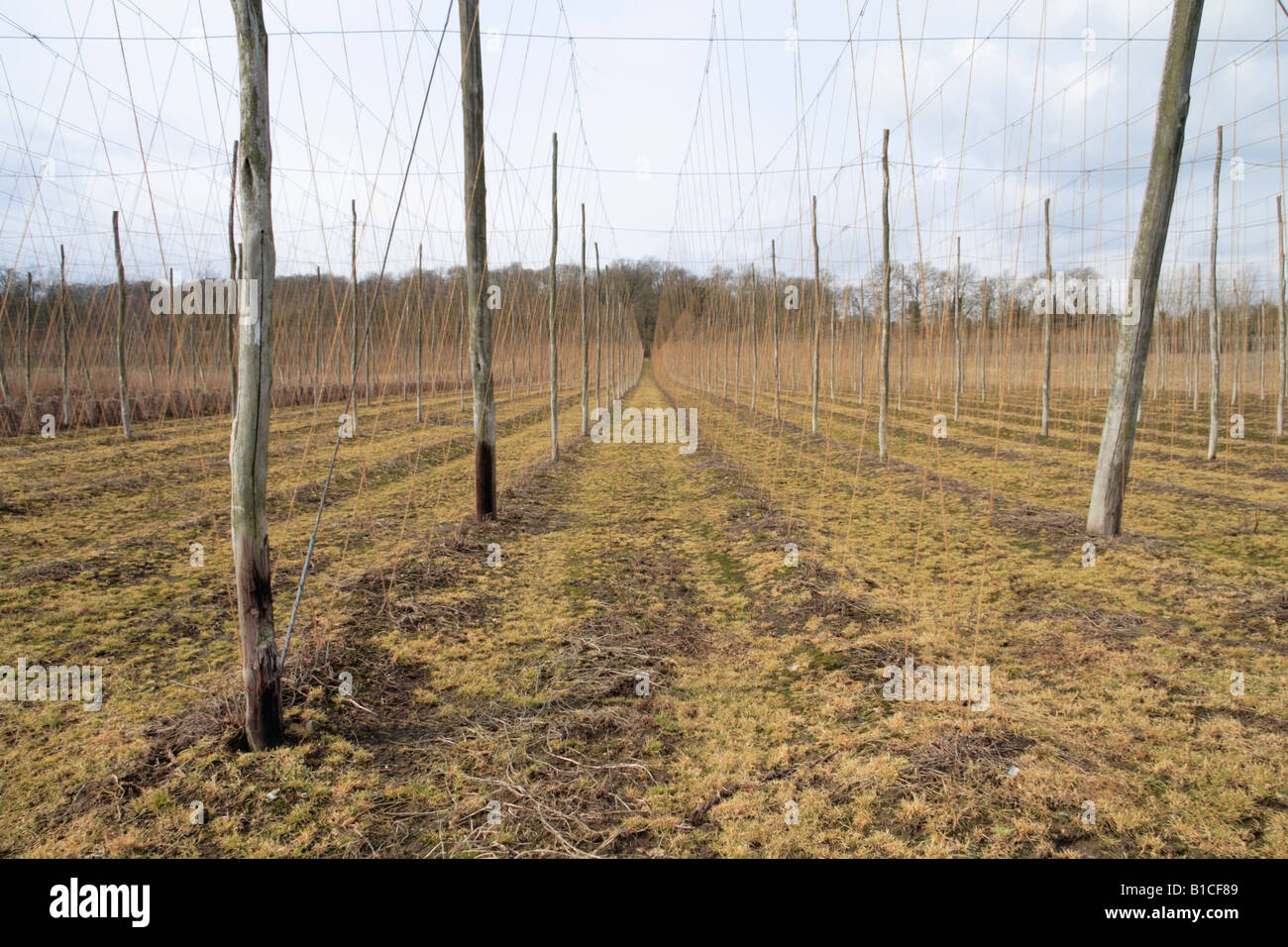 Kentish hop garden at the beginning of the season Stock Photo - Alamy