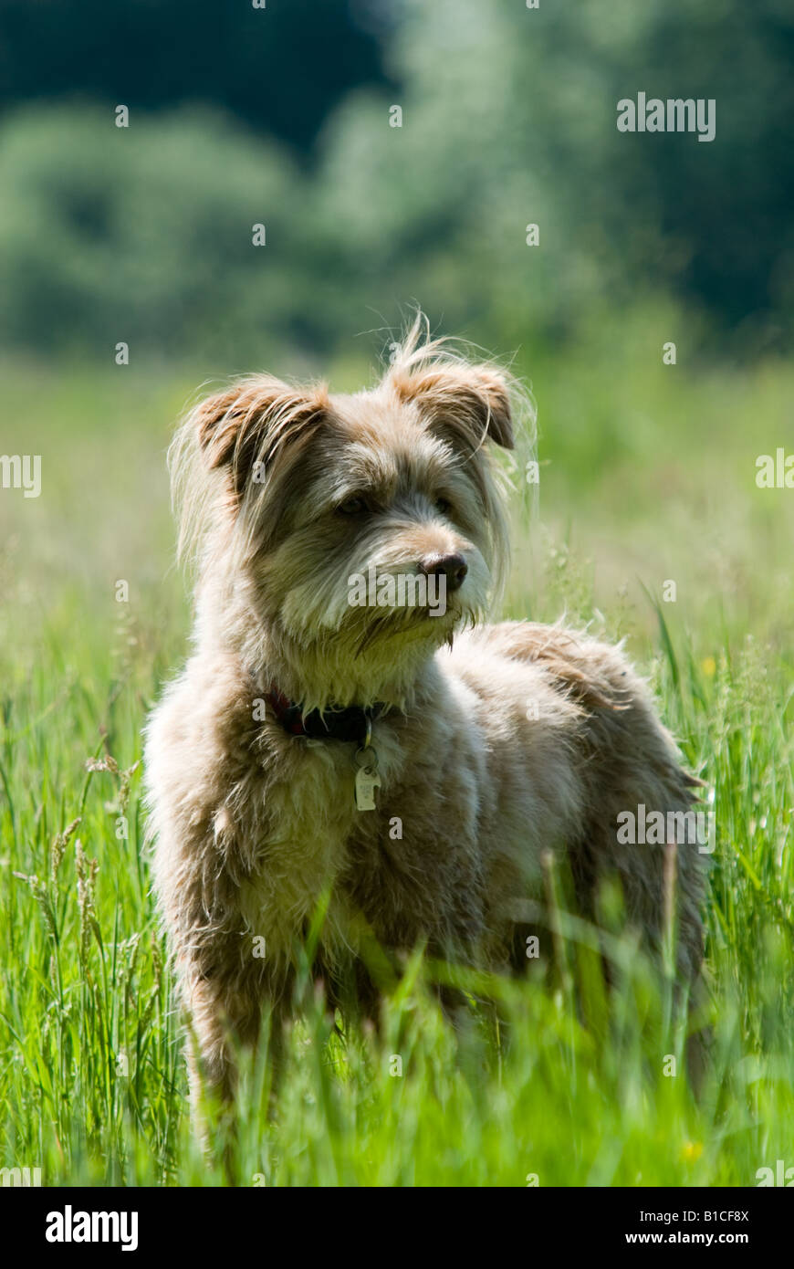 Cute, fluffy, unusual k9 dog in relaxed pose with adorable fluffy ears ...