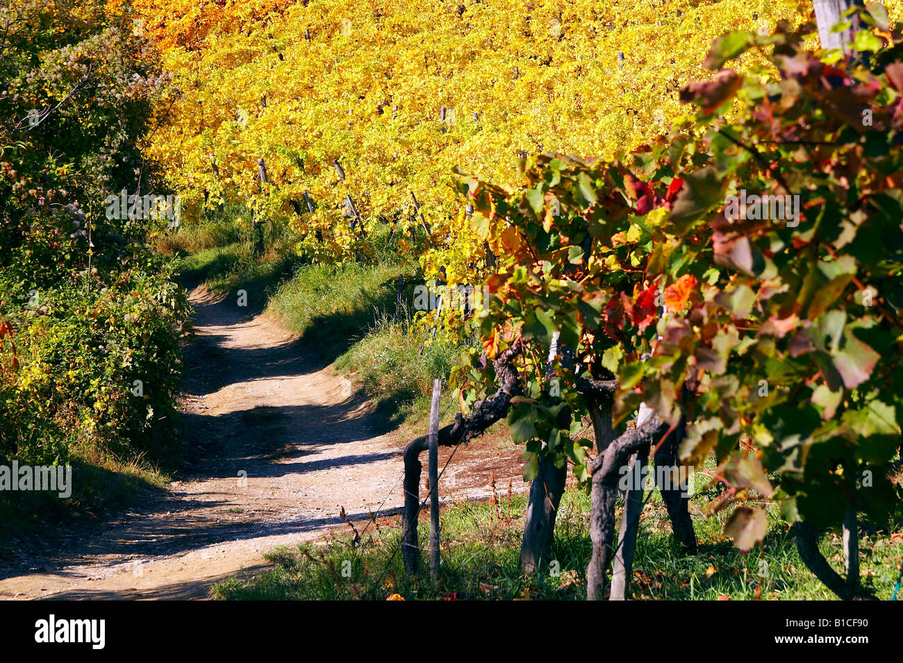 vineyard in autumn Stock Photo - Alamy