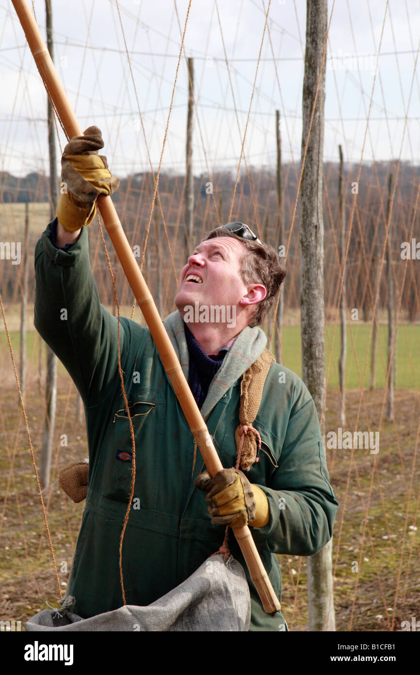 Stringing Hops High Resolution Stock Photography and Images - Alamy