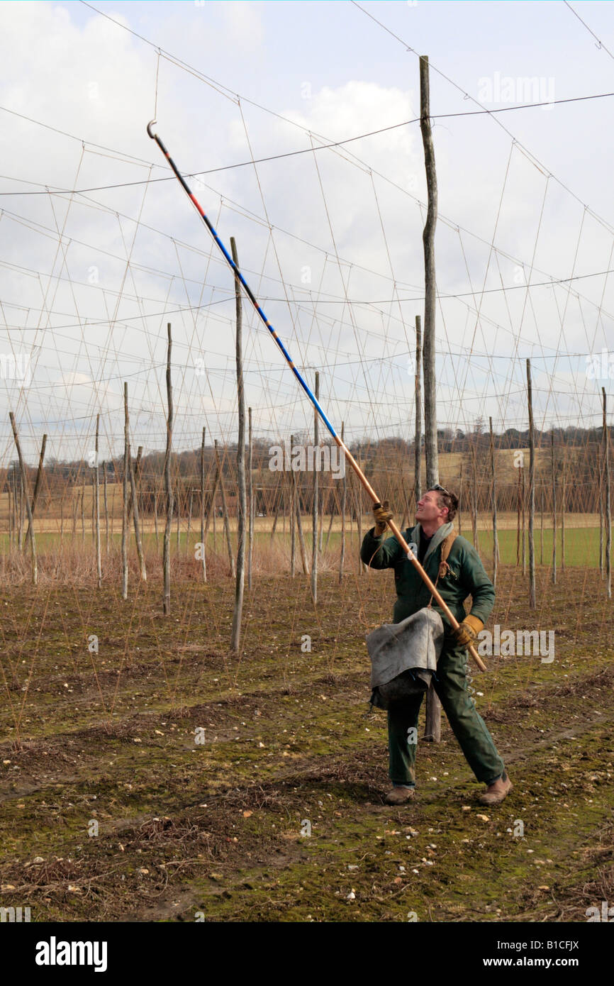 Stringing Hops High Resolution Stock Photography and Images - Alamy