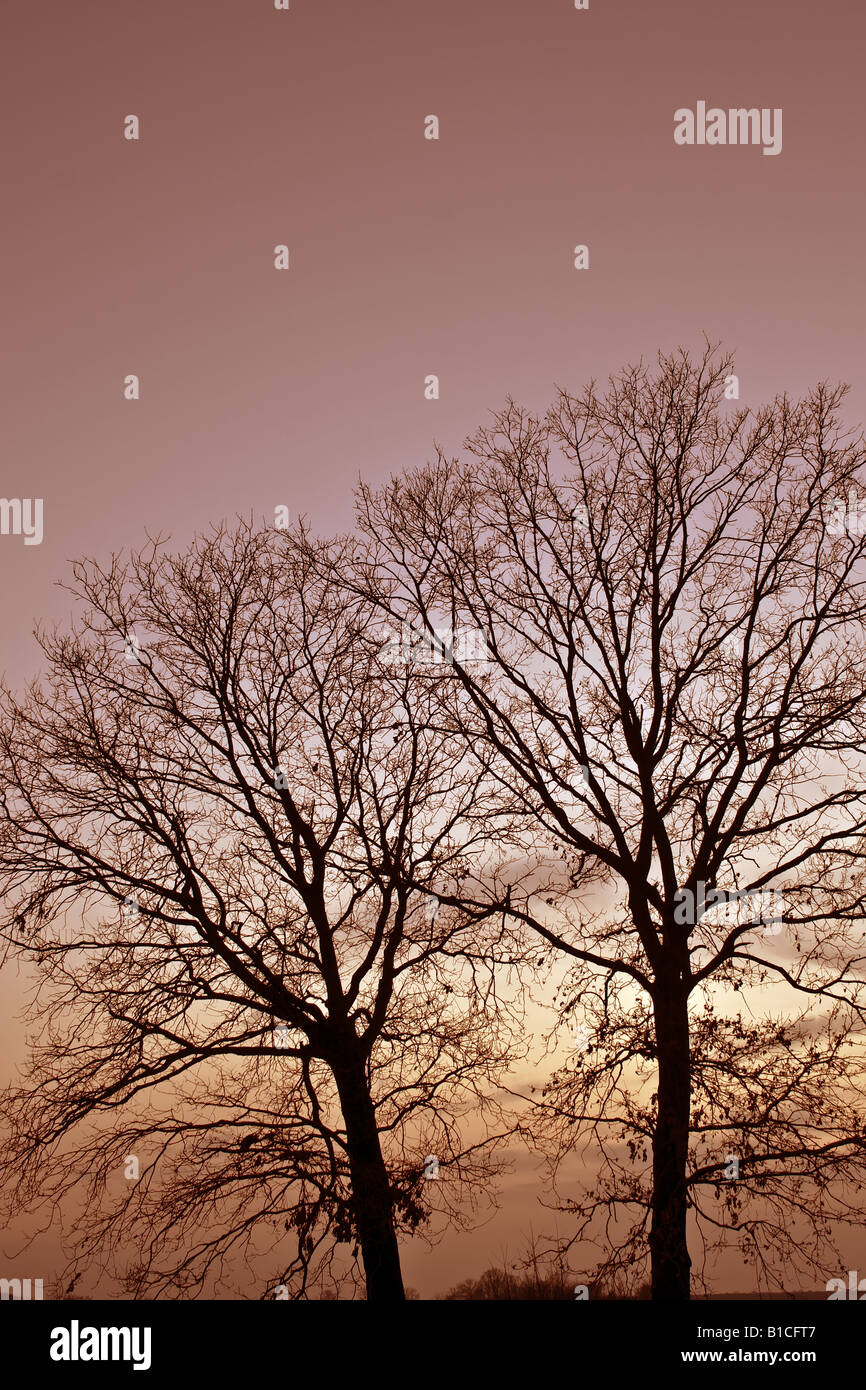 warm evening sunlight falling on trees Stock Photo - Alamy