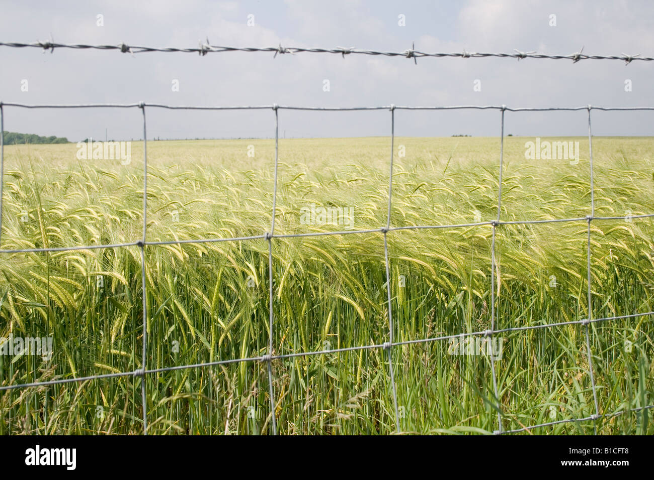 Barley field through pig wire fencing and barbed wire Stock Photo - Alamy