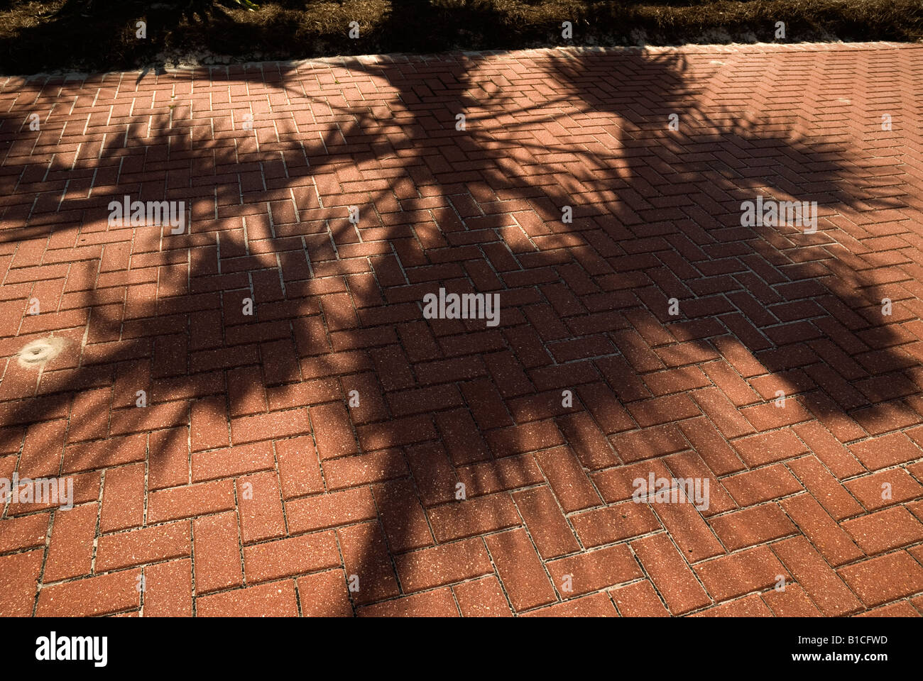 Driveway palm tree hi-res stock photography and images - Alamy