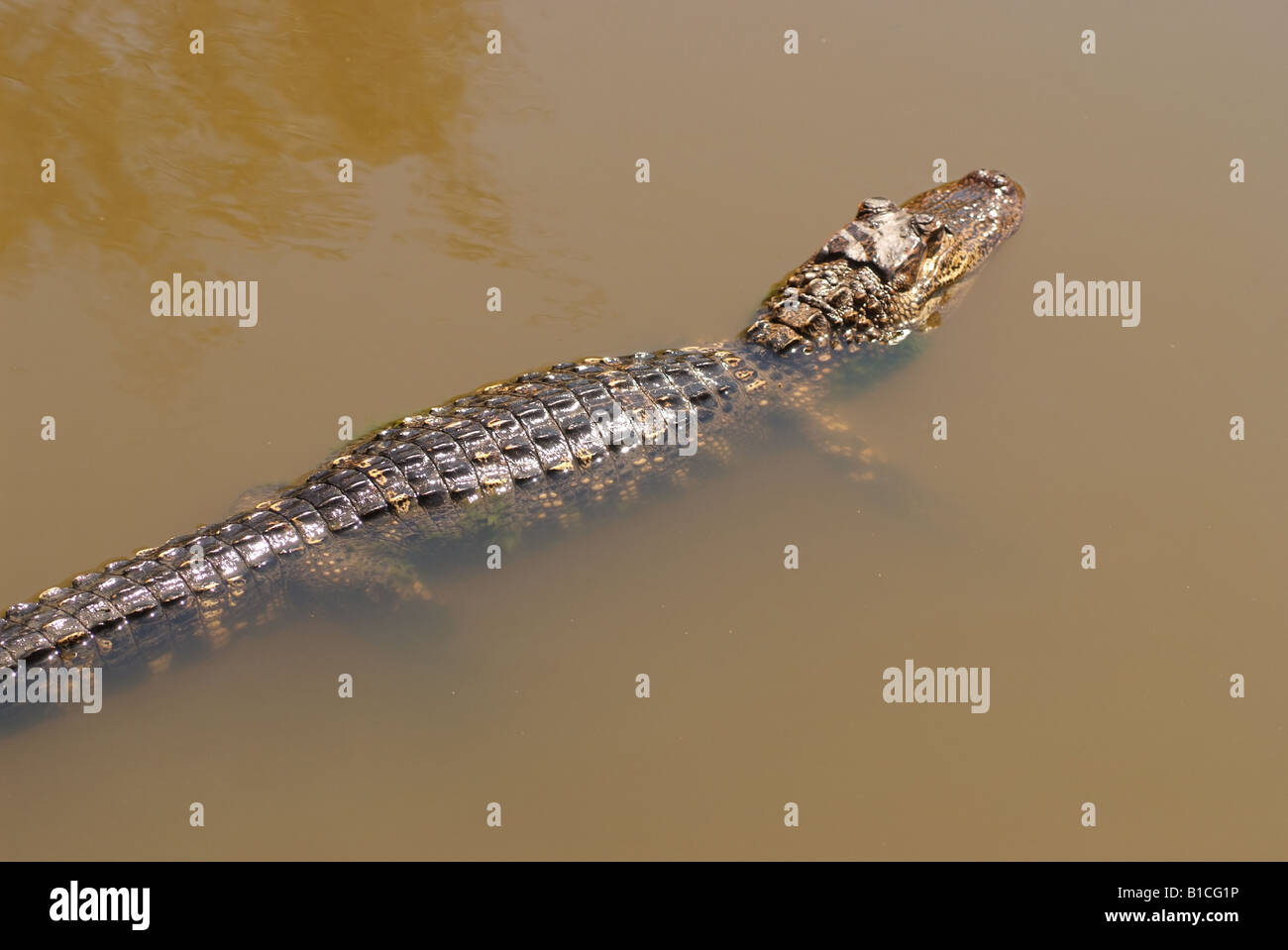 USA Louisiana LA Cajun Country wild American alligators in swamp Avery ...