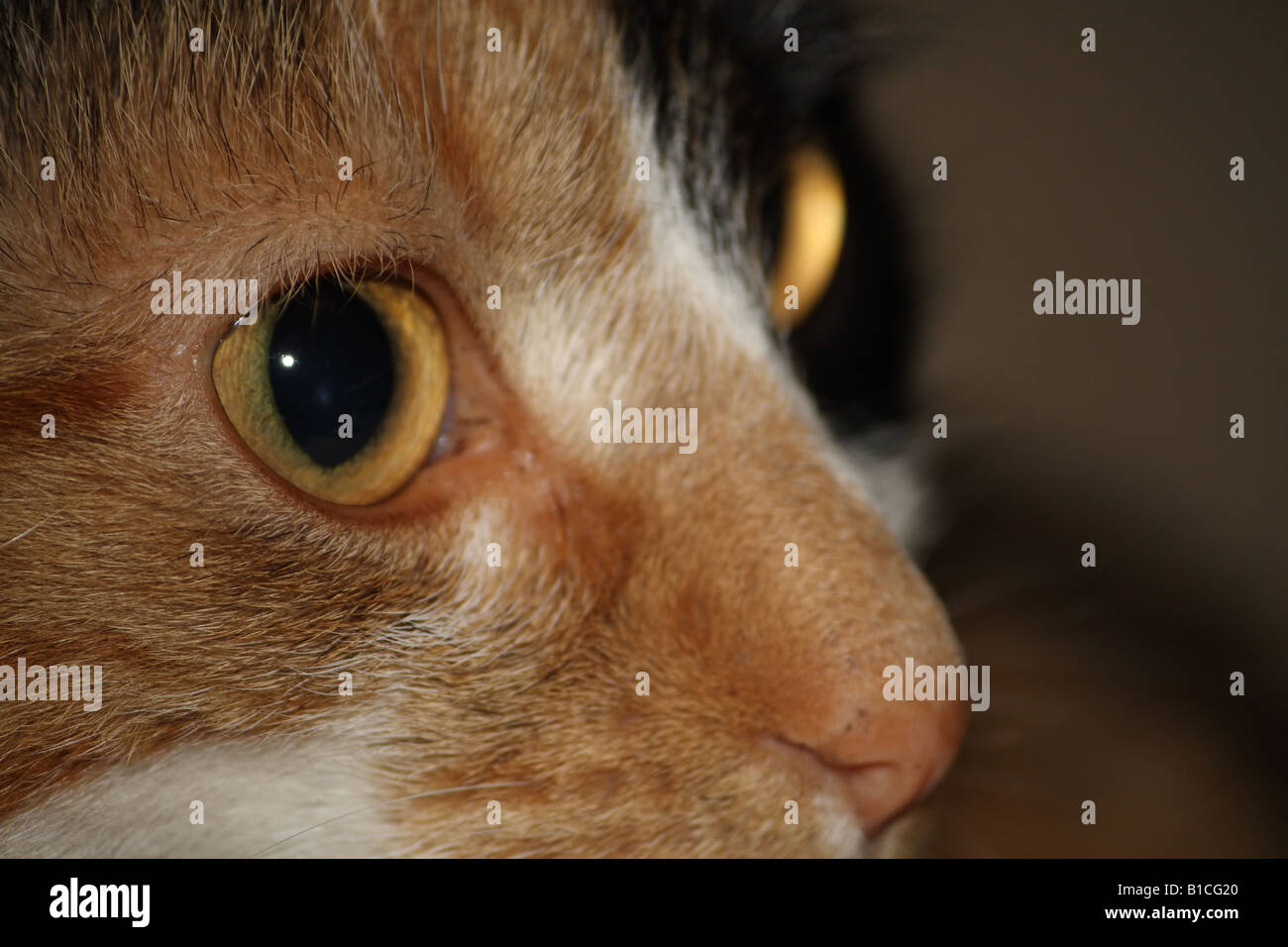 A closeup of a female tortoise shell cat Stock Photo - Alamy