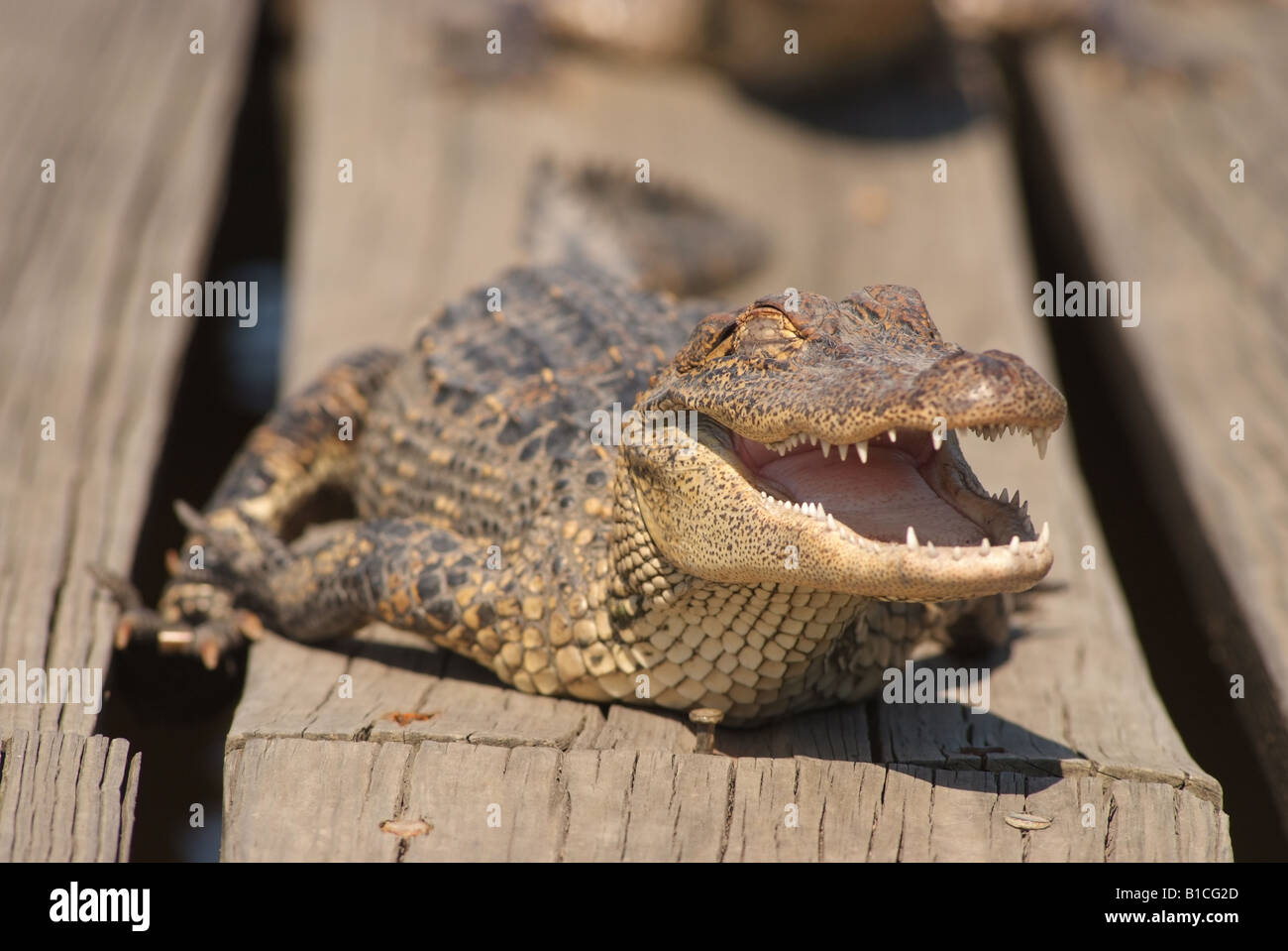 USA Louisiana LA Cajun Country Avery Island Alligators sunning Jungle ...