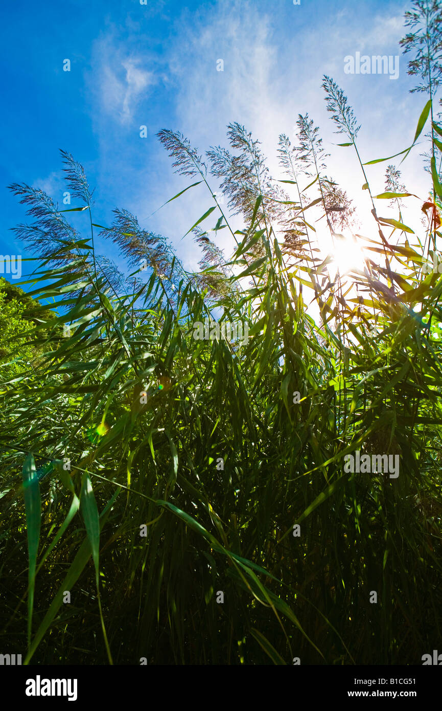 Golden colour reed leaves hi-res stock photography and images - Alamy