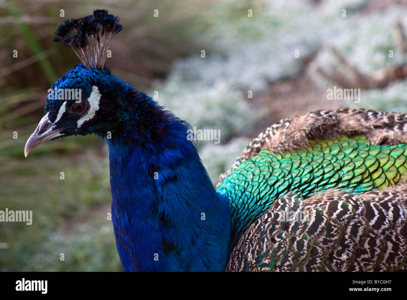 A peacock sporting a blue color on its head and neck and various colors ...