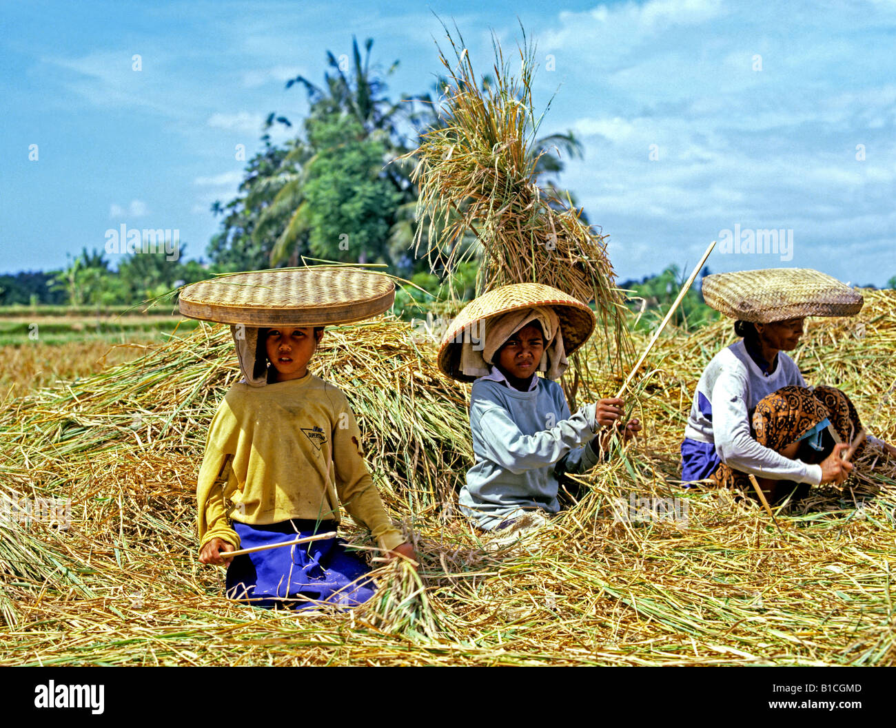 Rice harvest 0727 Bali Indonesia Stock Photo - Alamy