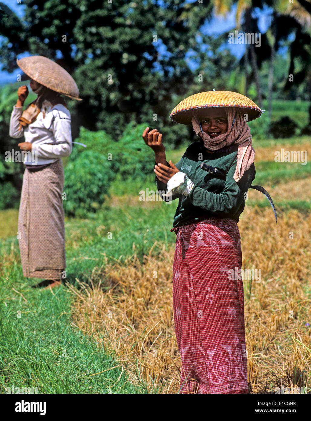 Rice harvest 0730 Bali Indonesia Stock Photo - Alamy