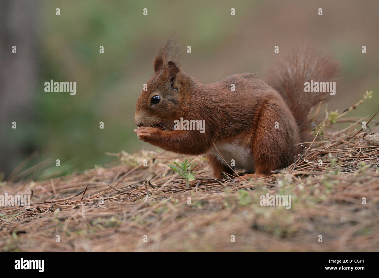 Red squirrel eating a nut Stock Photo - Alamy