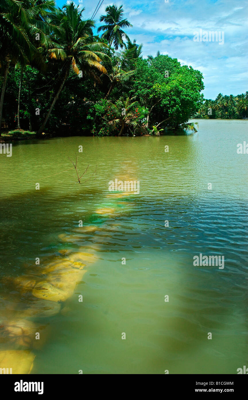 Water tree reflection kerala hi-res stock photography and images - Alamy