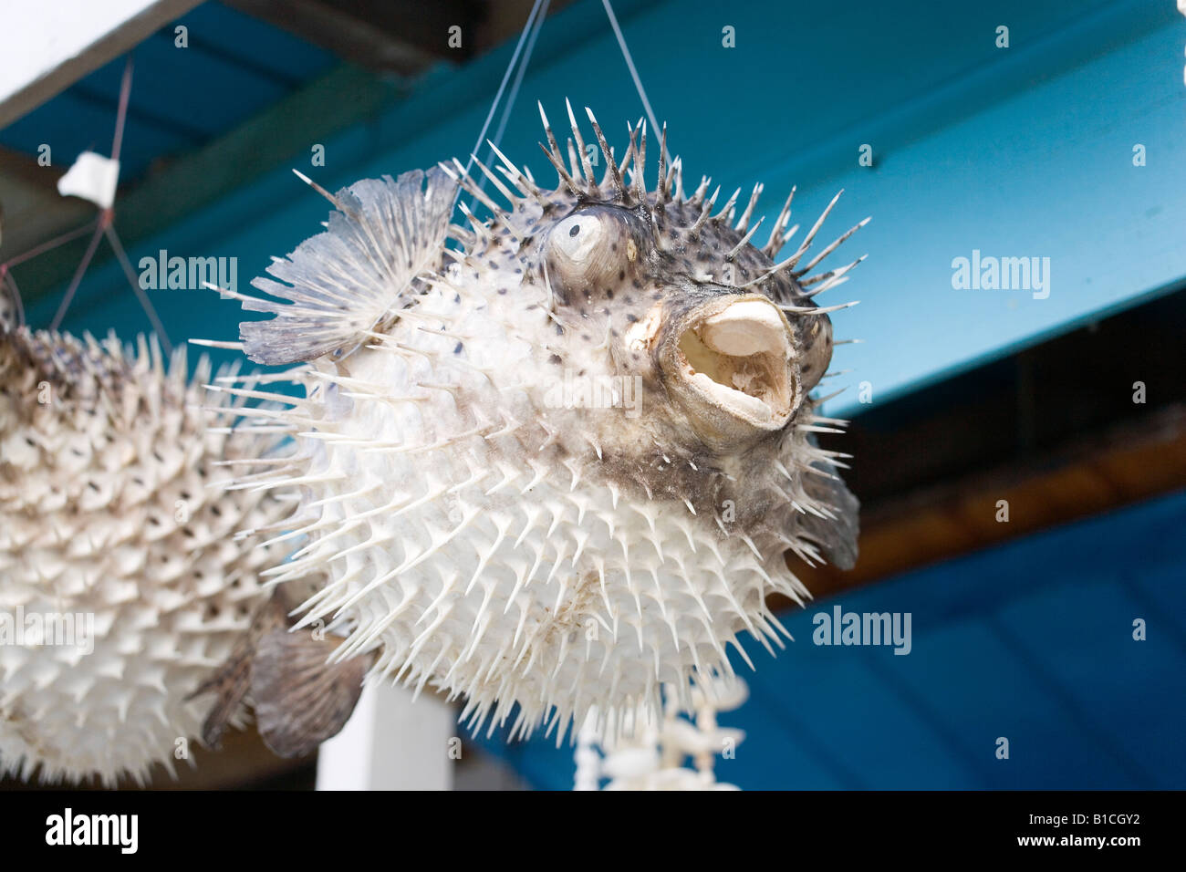 Pufferfish hanging in a souvenir shop at North Point Barbados Caribbean ...