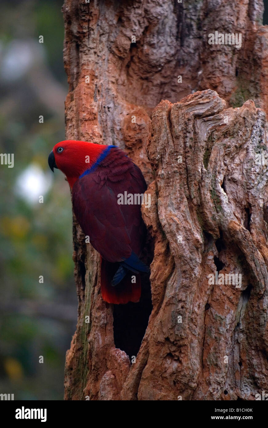 Parrot hole tree hi-res stock photography and images - Alamy