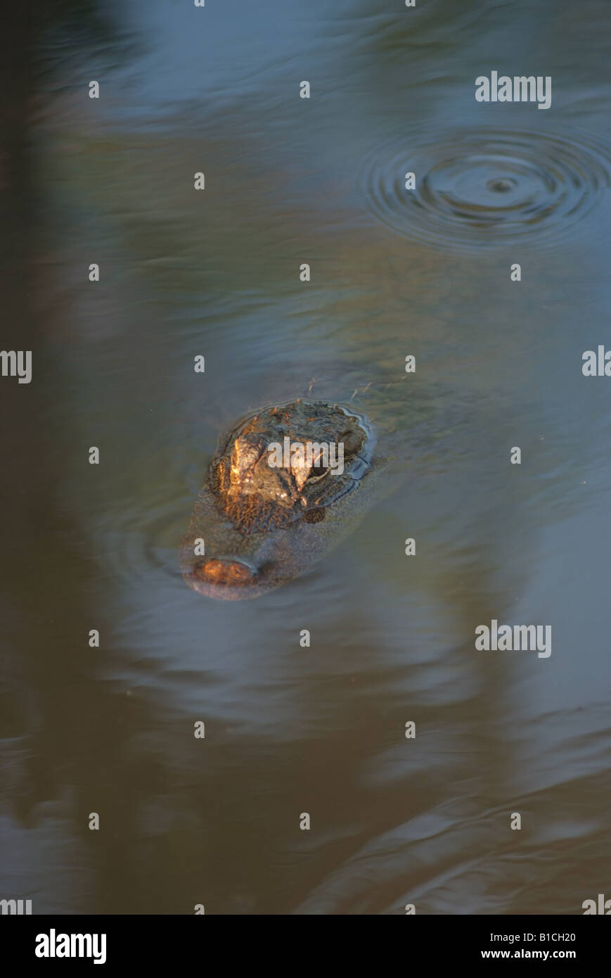 USA Louisiana LA Cajun Country wild American alligators in swamp Stock ...