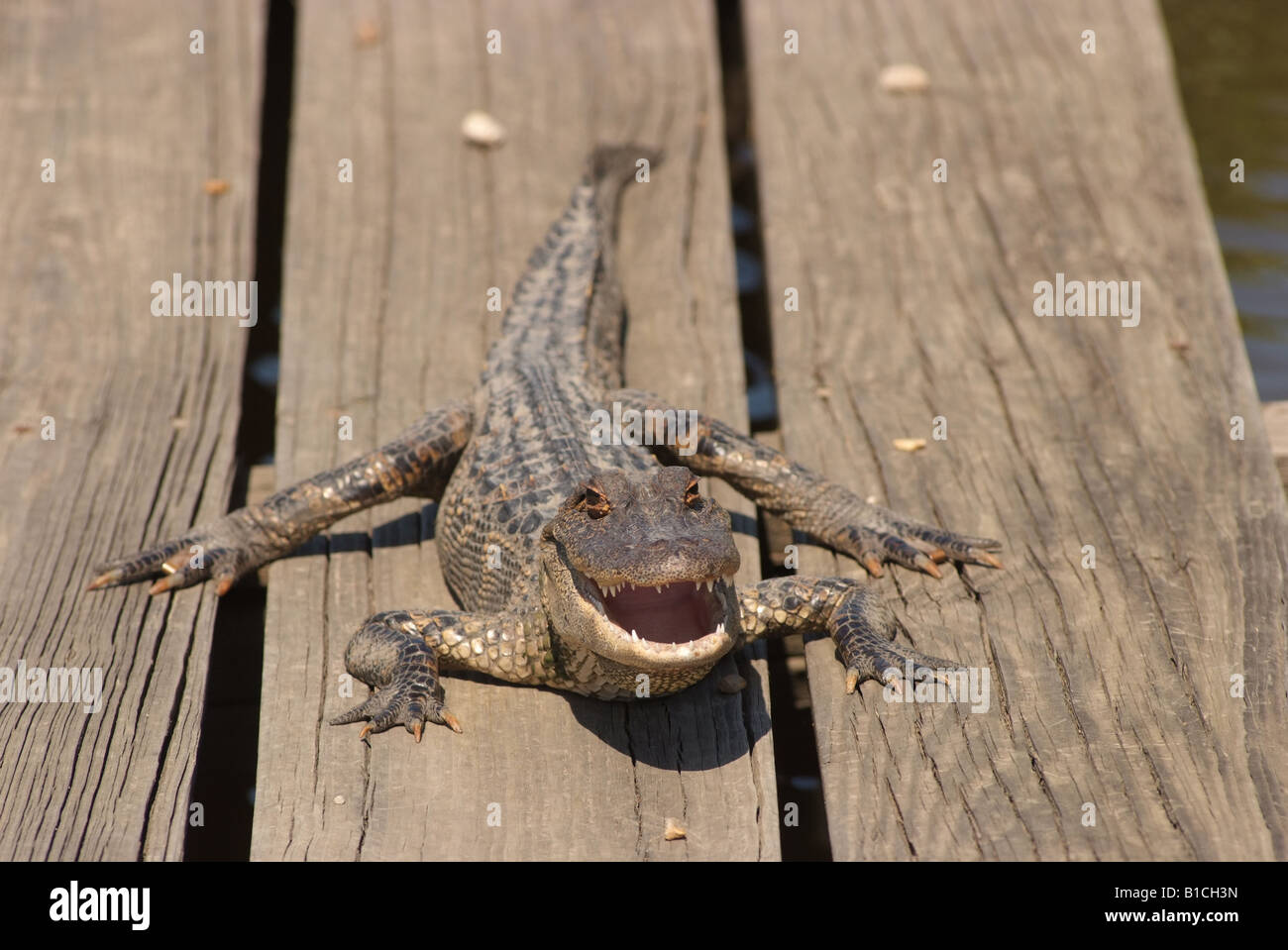 USA Louisiana LA Cajun Country Avery Island Alligators sunning Jungle ...