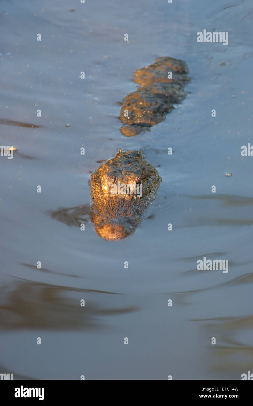 USA Louisiana LA Cajun Country wild American alligators in swamp Stock ...